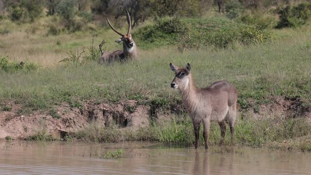 Waterbuck Video Footage – Browse 768 HD Stock Video and Footage | Adobe ...
