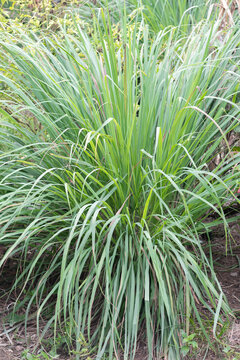 รูปภาพ"Fever Grass" – เลือกดูภาพถ่ายสต็อก เวกเตอร์ และวิดีโอ78 | Adobe ...