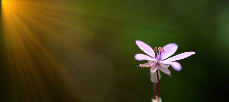 Pinwing 이미지 – 찾아보기 197 스톡 사진, 벡터 및 비디오 | Adobe Stock