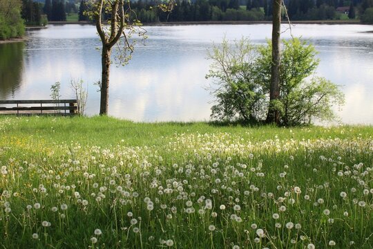 Pusteblumenwiese Bilder – Durchsuchen 9,160 Archivfotos, Vektorgrafiken ...