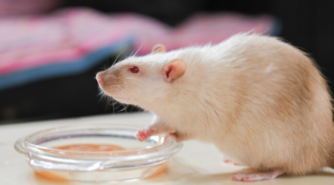 Farbratte Bilder – Durchsuchen 5,107 Archivfotos, Vektorgrafiken und ...