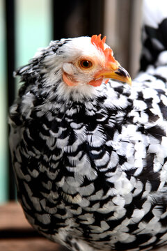 「チャボ」の写真素材 | 305件の無料イラスト画像 | Adobe Stock