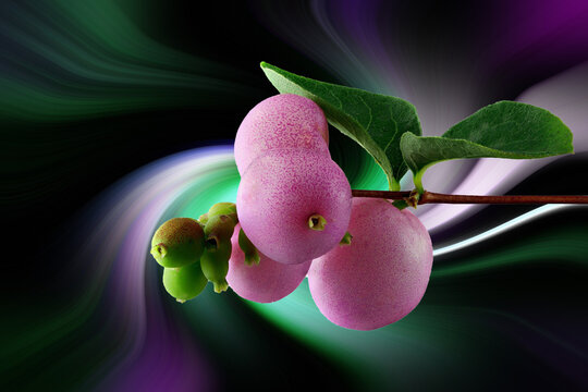 Ghostberry Bilder – Durchsuchen 5,637 Archivfotos, Vektorgrafiken und ...