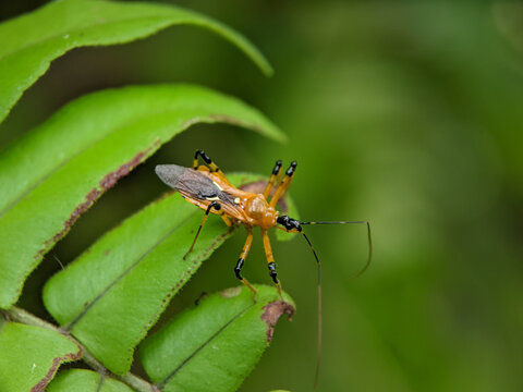 รูปภาพHarpactorinae – เลือกดูภาพถ่ายสต็อก เวกเตอร์ และวิดีโอ81 | Adobe ...