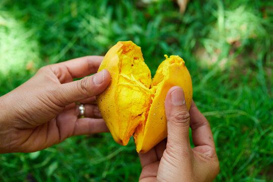 Lawalu Bilder – Durchsuchen 77 Archivfotos, Vektorgrafiken und Videos ...