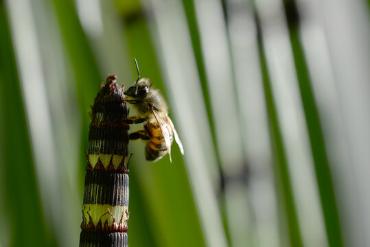 รูปภาพArthrophyta – เลือกดูภาพถ่ายสต็อก เวกเตอร์ และวิดีโอ454 | Adobe Stock