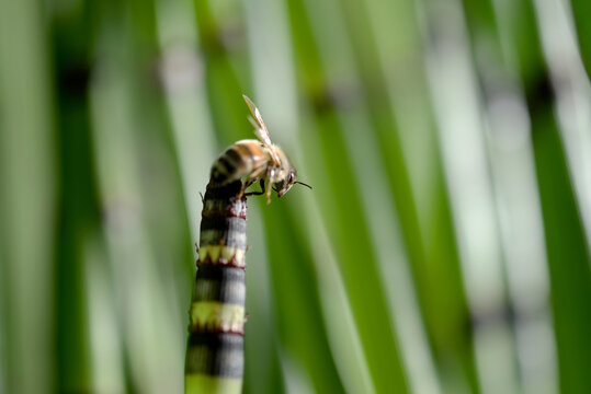 รูปภาพArthrophyta – เลือกดูภาพถ่ายสต็อก เวกเตอร์ และวิดีโอ454 | Adobe Stock