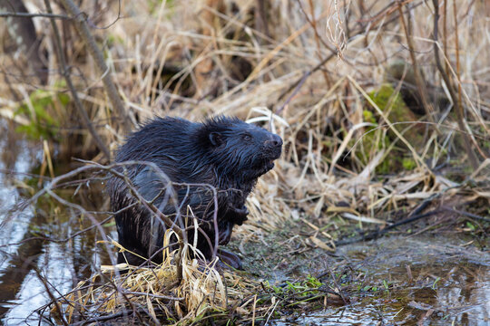 รูปภาพKapibara – เลือกดูภาพถ่ายสต็อก เวกเตอร์ และวิดีโอ100 | Adobe Stock