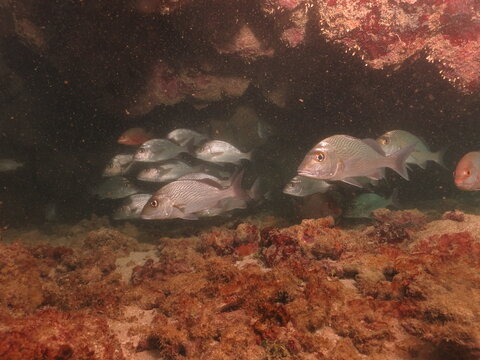 Cardumen Images – Browse 118 Stock Photos, Vectors, and Video | Adobe Stock