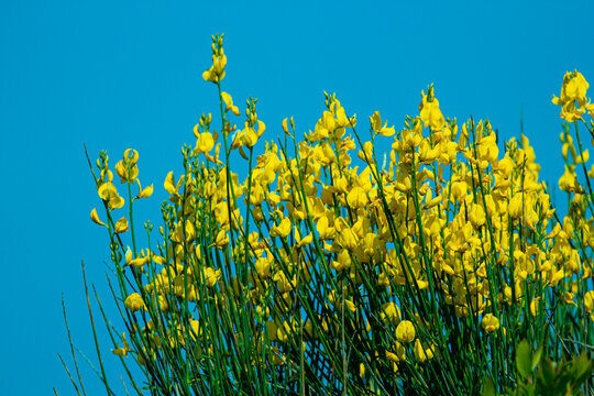 Xanthous bilder – Bläddra bland 1,527,214 stockfoton, vektorer och ...