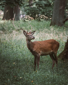 Dyrehaven Bilder – Durchsuchen 551 Archivfotos, Vektorgrafiken und ...