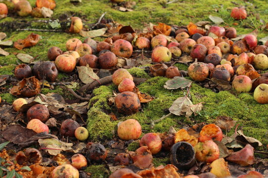 「Podrido」の画像 - 197 件の Stock 写真、ベクターおよびビデオ | Adobe Stock