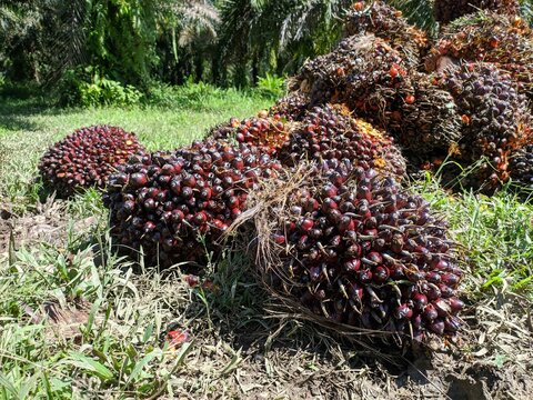 Afbeeldingen over "Kelapa Sawit" – Blader in stockfoto's, vectoren en ...