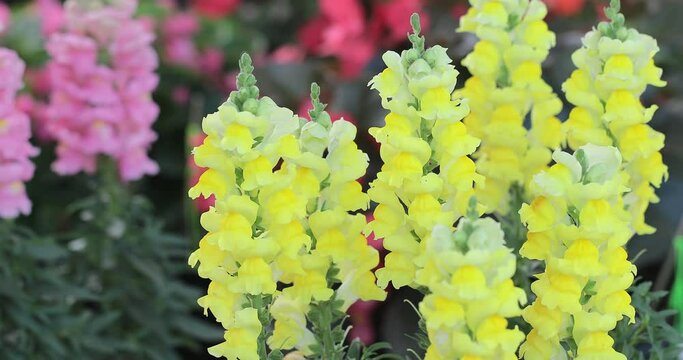 Imagens de Snapdragon – Explore Fotografias do Stock, Vetores e Vídeos ...