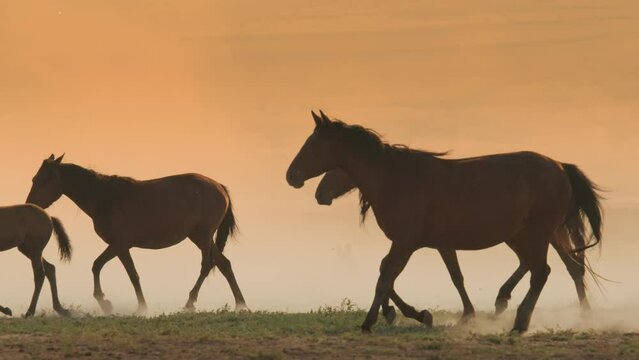 "Running Horses" Images – Browse 1,442 Stock Photos, Vectors, and Video ...