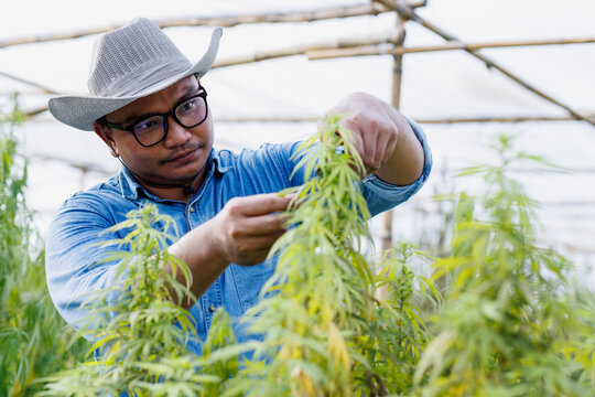 Marijuana Farmer Images – Browse 120,207 Stock Photos, Vectors, and ...