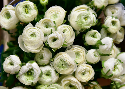 Jaskry Images – Browse 60 Stock Photos, Vectors, and Video | Adobe Stock