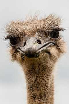 Running Ostrich Meme
