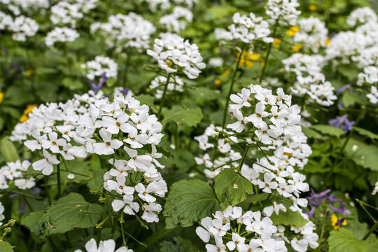 Imagens de Brassicaceae – Explore Fotografias do Stock, Vetores e ...
