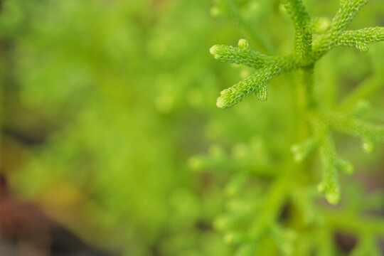 Lycopsida-Bilder: Stock-Fotos & -Videos. | Adobe Stock