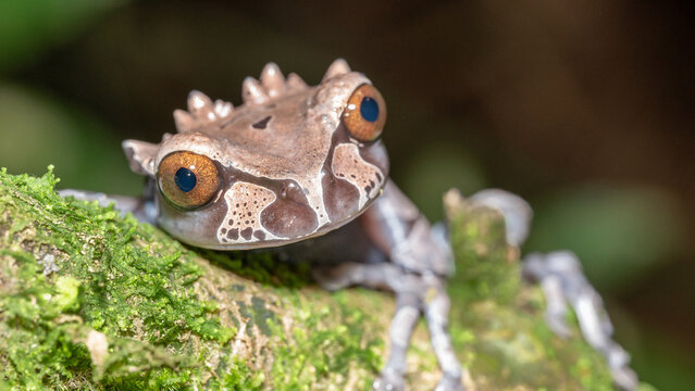 รูปภาพHylidae – เลือกดูภาพถ่ายสต็อก เวกเตอร์ และวิดีโอ2,400 | Adobe Stock