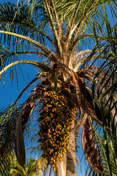 Queen Anne Palm Fruit