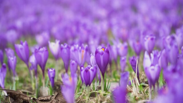Crocus Video Footage – Browse 5,836 HD Stock Video and Footage | Adobe ...