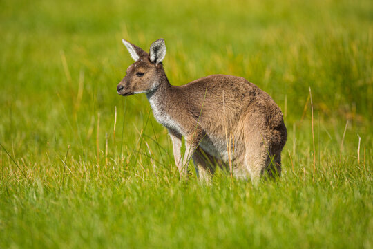รูปภาพMacropod – เลือกดูภาพถ่ายสต็อก เวกเตอร์ และวิดีโอ23,243 | Adobe Stock