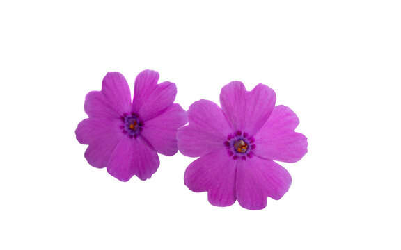 Subulate Images – Browse 570 Stock Photos, Vectors, and Video | Adobe Stock