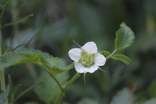 "Wild Raspberry" Images – Browse 59,712 Stock Photos, Vectors, and ...