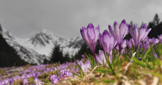 Crocus Video Footage – Browse 5,836 HD Stock Video and Footage | Adobe ...