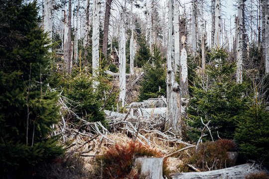 รูปภาพBefall – เลือกดูภาพถ่ายสต็อก เวกเตอร์ และวิดีโอ65,176 | Adobe Stock