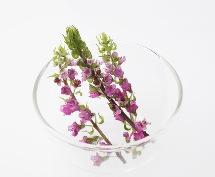 「花穂紫蘇」の画像 - 355 件の Stock 写真、ベクターおよびビデオ | Adobe Stock