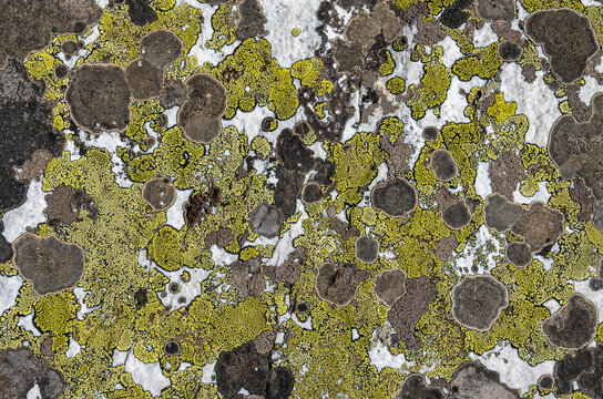 Crustose Lichen Microscope