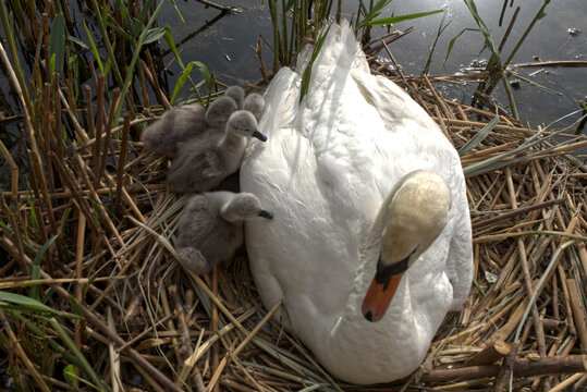 "Swan Nest"-Bilder: Stock-Fotos & -Videos. | Adobe Stock