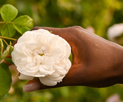 Plantier Images – Browse 54 Stock Photos, Vectors, and Video | Adobe Stock