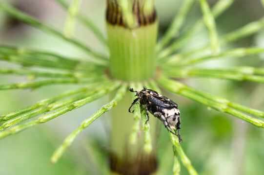 รูปภาพArthrophyta – เลือกดูภาพถ่ายสต็อก เวกเตอร์ และวิดีโอ454 | Adobe Stock