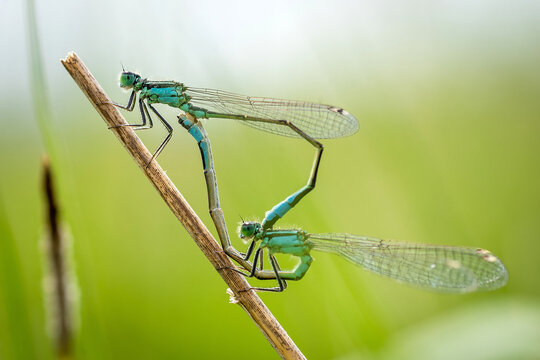 Accouplement 이미지 – 찾아보기 1,462 스톡 사진, 벡터 및 비디오 | Adobe Stock