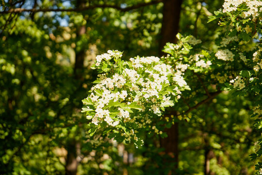 Maj Bilder – Durchsuchen 3,976 Archivfotos, Vektorgrafiken und Videos ...