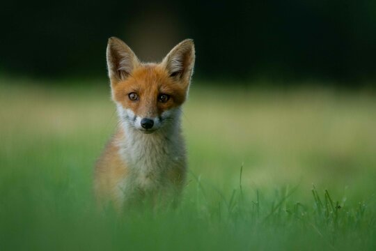 Renardeau Bilder – Durchsuchen 327 Archivfotos, Vektorgrafiken und ...