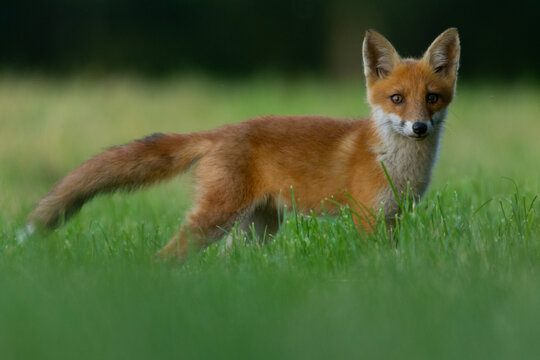 รูปภาพRenardeau – เลือกดูภาพถ่ายสต็อก เวกเตอร์ และวิดีโอ321 | Adobe Stock