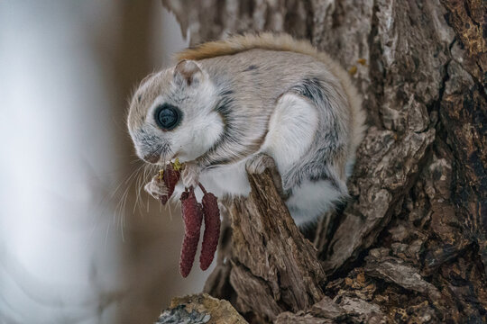 Japanese Dwarf Flying Squirrel Gif