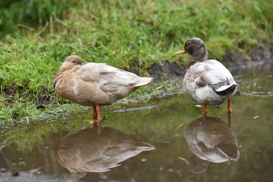 Apricot Call Ducks