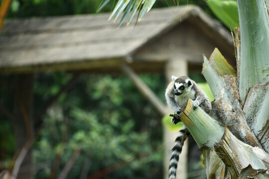 รูปภาพRing-Barking – เลือกดูภาพถ่ายสต็อก เวกเตอร์ และวิดีโอ6,078 ...