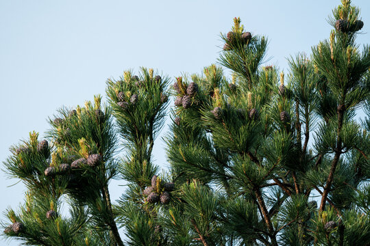 Zirbenbaum Bilder – Durchsuchen 1,459 Archivfotos, Vektorgrafiken und ...