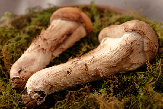 "Matsutake Mushroom" Images – Browse 7,071 Stock Photos, Vectors, and ...