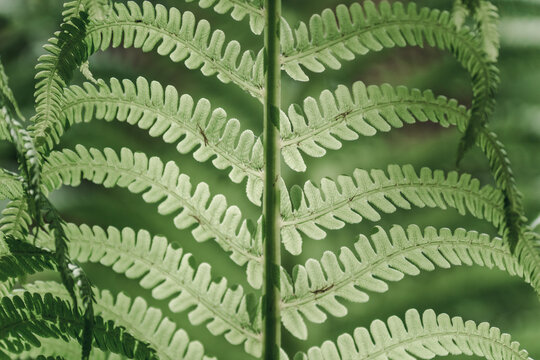 Filicales Images – Parcourir 1,727 le catalogue de photos, vecteurs et ...