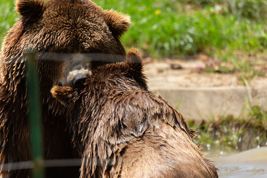 Osos Images – Parcourir 882 le catalogue de photos, vecteurs et vidéos ...