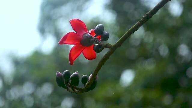 รูปภาพBombax – เลือกดูภาพถ่ายสต็อก เวกเตอร์ และวิดีโอ40,520 | Adobe Stock