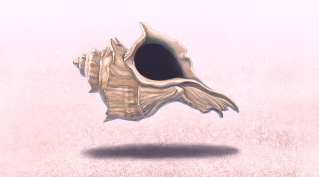 Broken Conch Shell Drawing